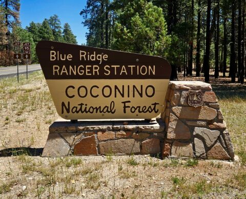 Coconino National Forest | Arizona Natural History Association